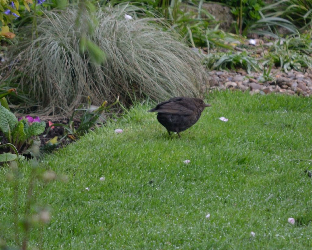 Any One recognise this Bird? - Chit-chat - RCM&E Home of Model Flying ...